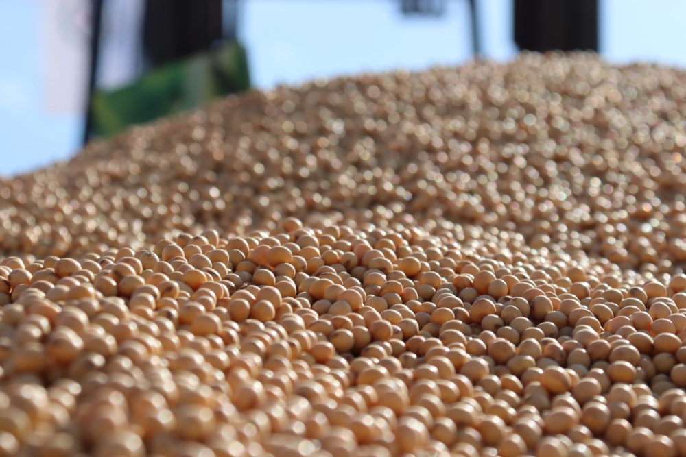 Los granos con un escenario mundial en constante evolución