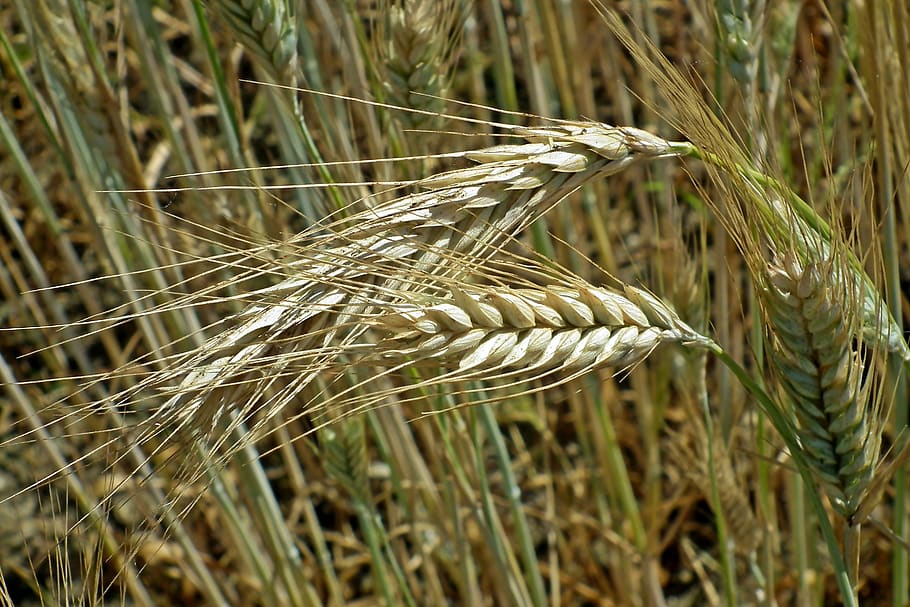 Productores reportan aparición de piricularia y fusariosis en los ...
