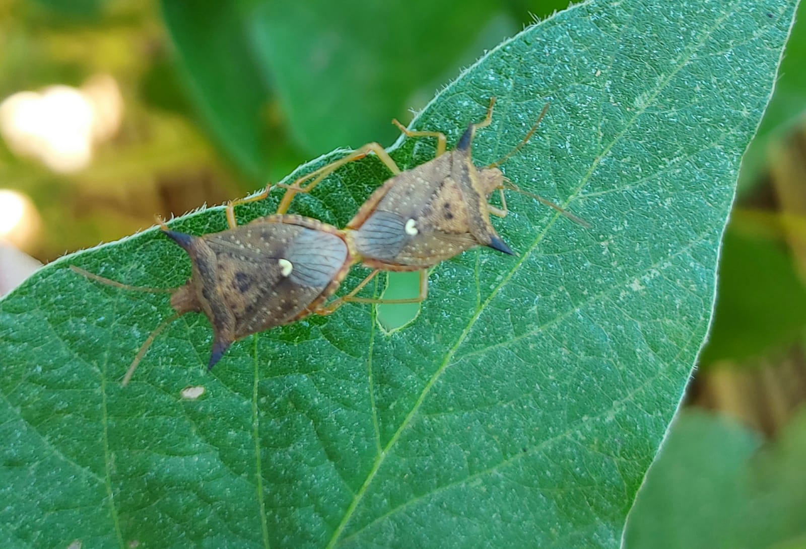Se registran poblaciones de chinche marrón (Euschistus Heros) en varios ...