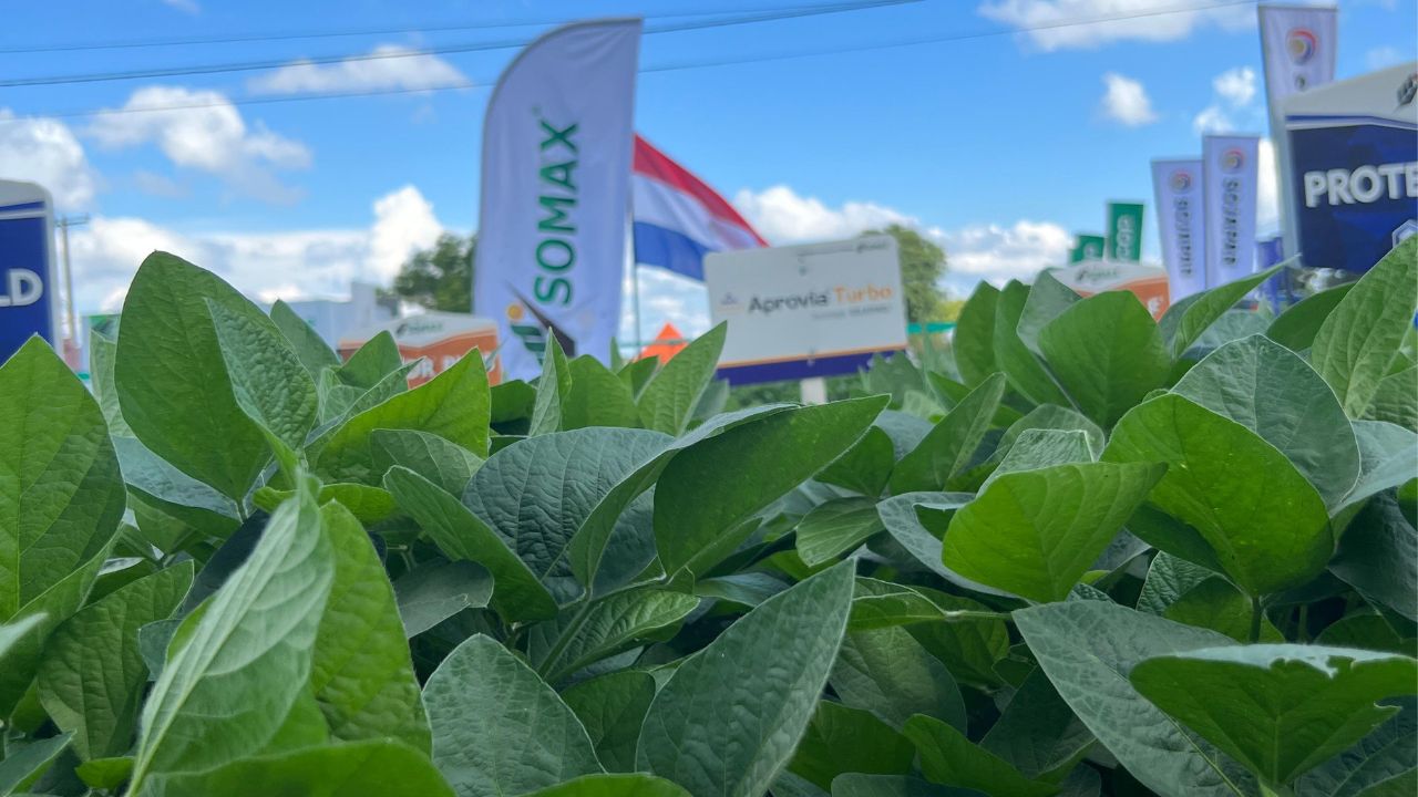 Recomiendan fungicida que aportará en el combate contra la roya en esta ...