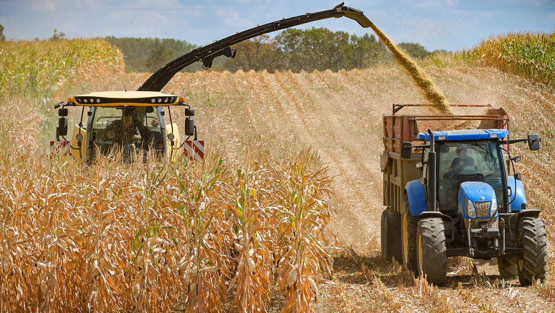 Producción de maíz en Paraguay alcanza 5,7 millones de toneladas en la ...